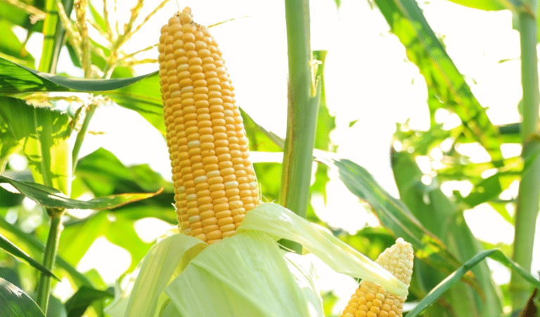 A Comprehensive Comparison of Maize vs Corn - Oh Snap! Cupcakes