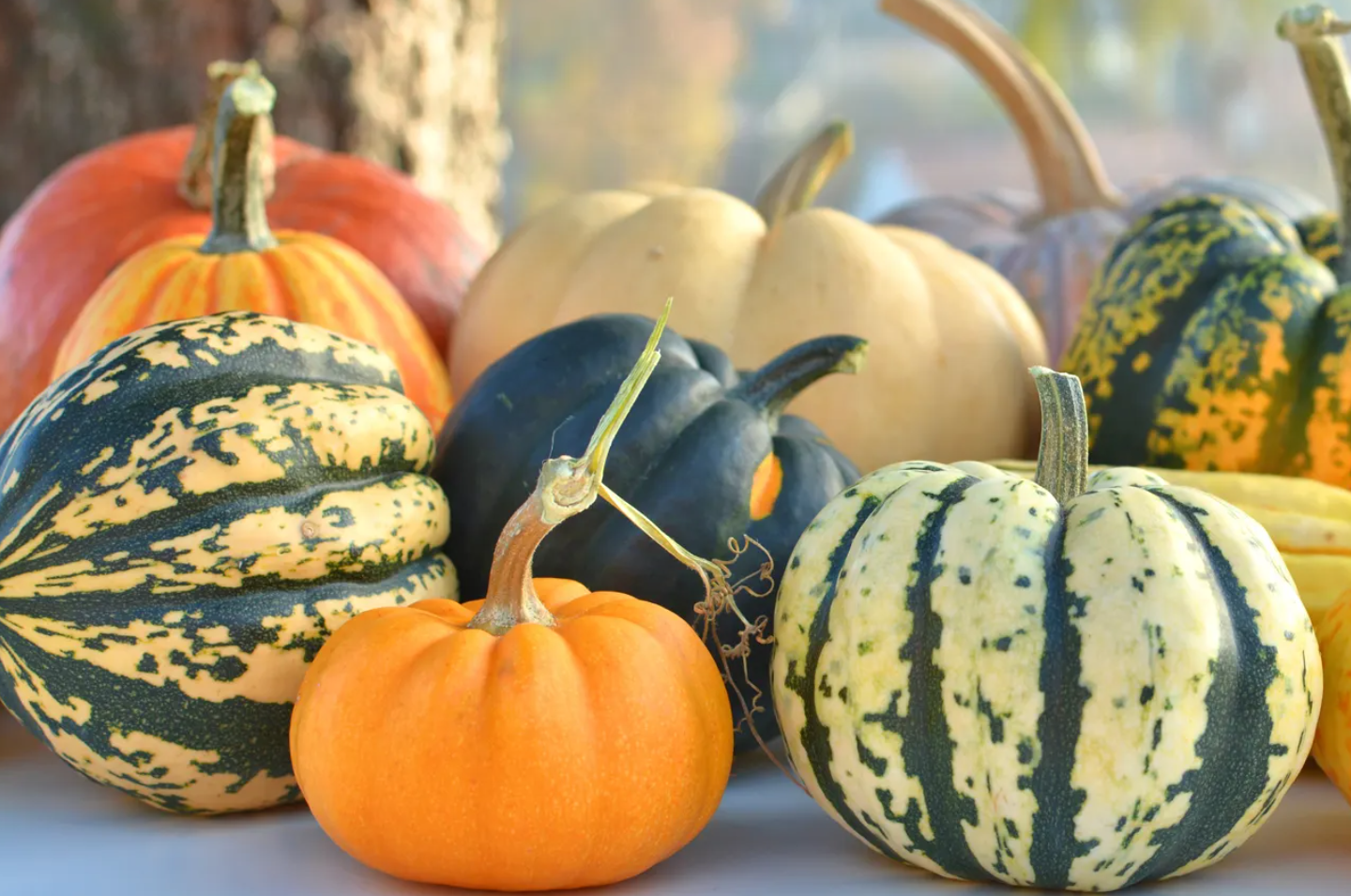 Squash vs Pumpkin: A Comprehensive Comparison - Oh Snap! Cupcakes